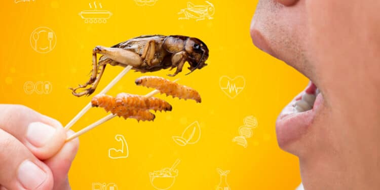 Spiselige insekter er et bæredygtigt protein alternativ